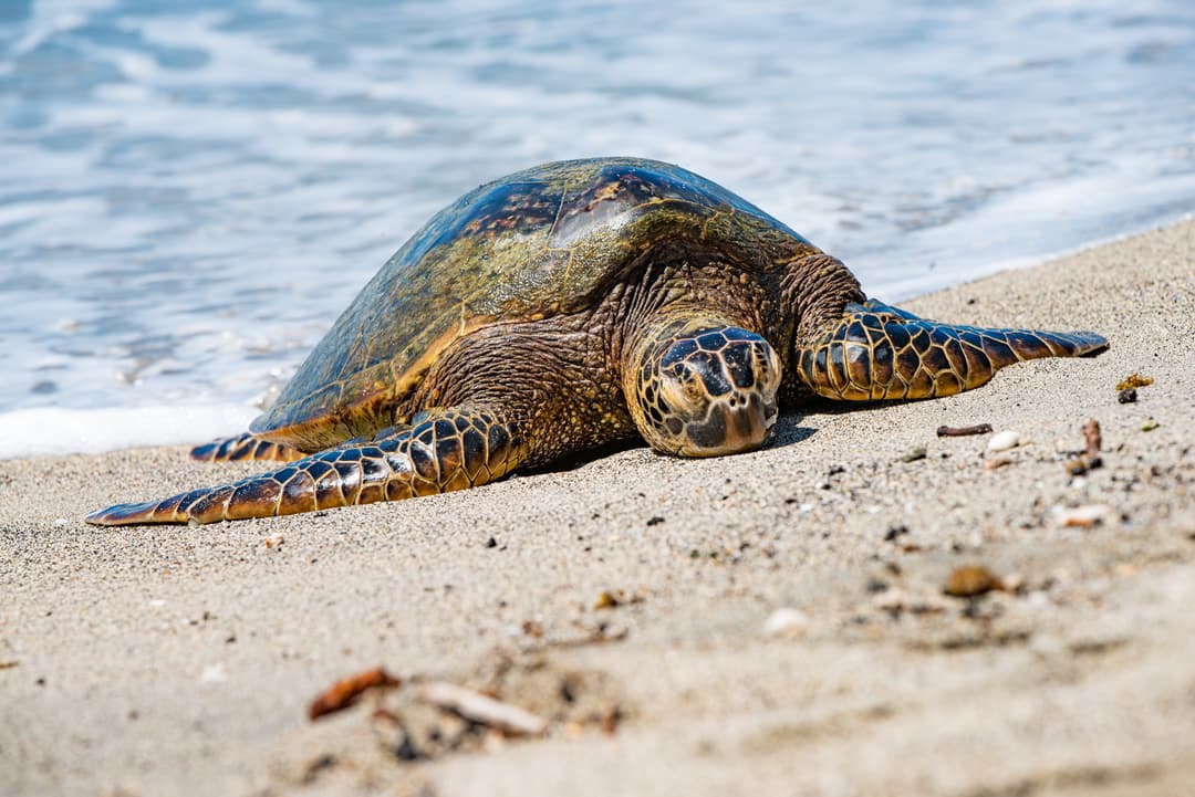 Bringing Pets to Hawaii | Hawaii.com