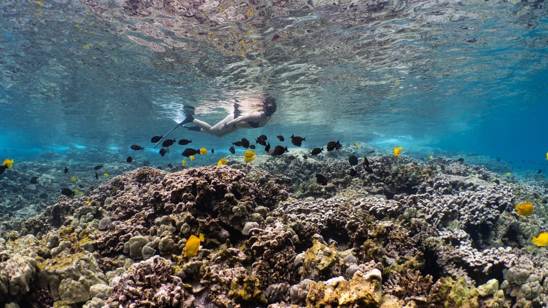 Captain Cook Monument | Hawaii.com